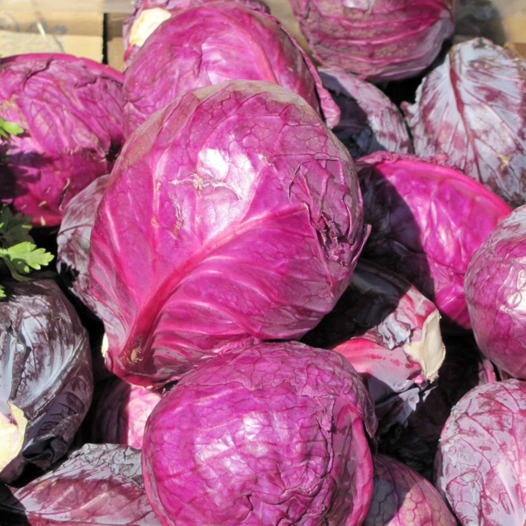 Chou cabus Tête Noire | Les Jardins de Baugnac