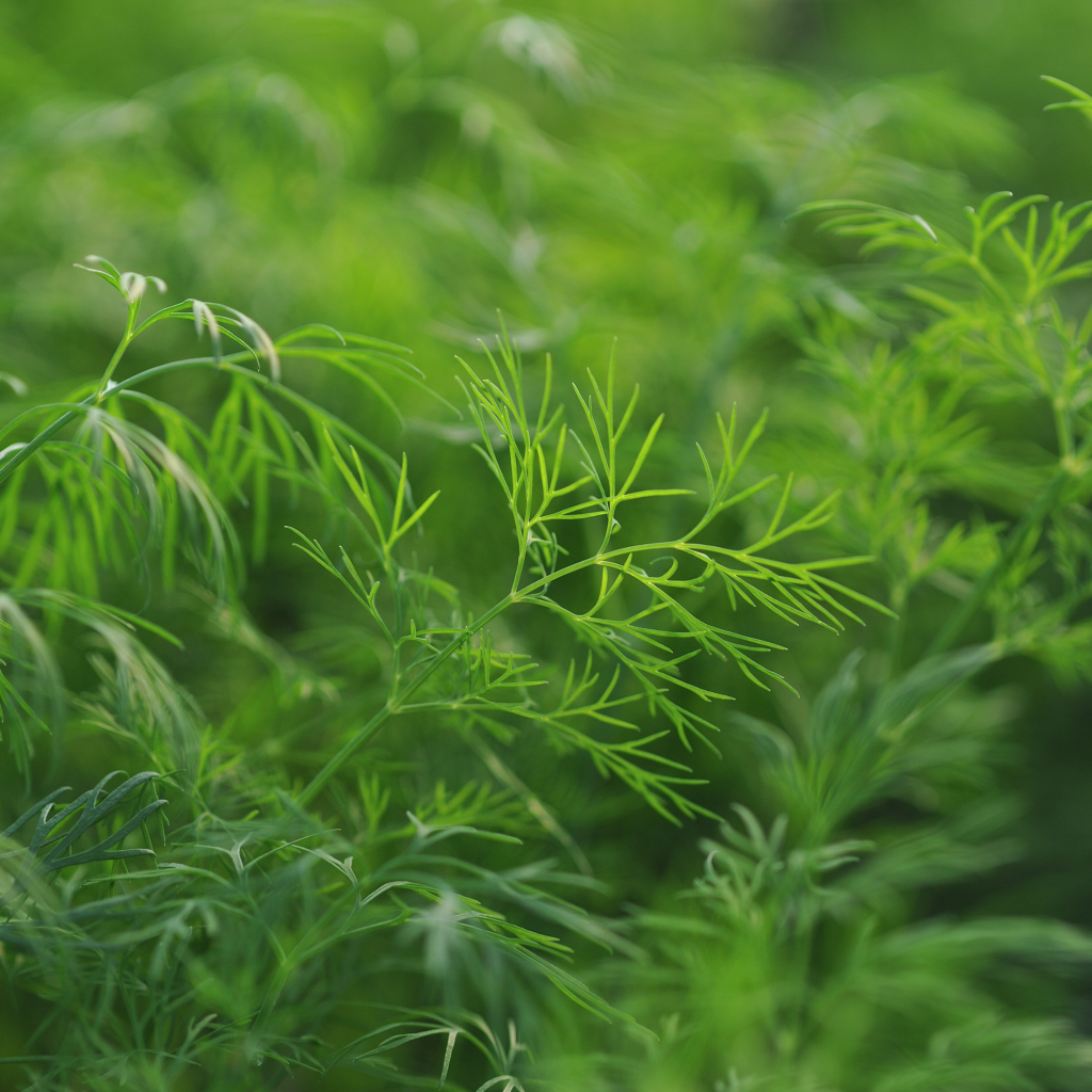 Aneth | Les Jardins de Baugnac