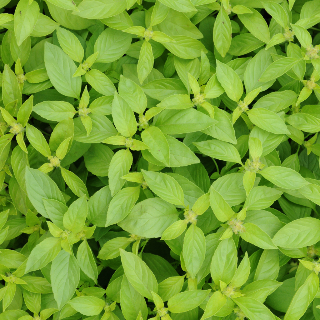 Basilic Citron | Les Jardins de Baugnac