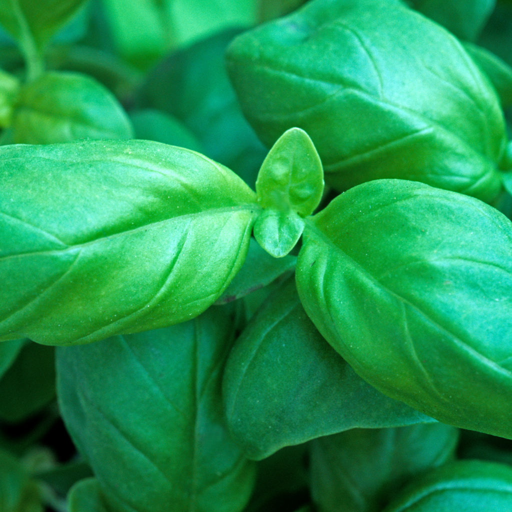 Basilic Grand Vert | Les Jardins de Baugnac